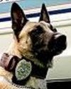 K9 Ralph, North Lauderdale Police Department, Florida