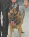 K9 King, Bell County Sheriff's Department, Kentucky