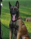 K9 Kane, Bell County Sheriff's Department, Kentucky