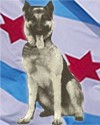 K9 Duke, Chicago Police Department, Illinois