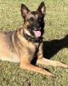 K9 Bane, Phoenix Police Department, Arizona