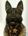 K9 Diesel, Bartholomew County Sheriff's Office, Indiana