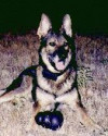 K9 Argo, Fort Worth Police Department, Texas