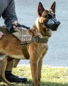 K9 Figo, Cullman County Sheriff's Office, Alabama