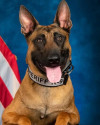 K9 Jinx, El Paso County Sheriff's Office, Colorado