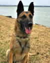 K9 Odin, Virginia State Police, Virginia