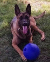 K9 Falco, Gary Police Department, Indiana