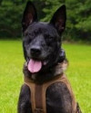 K9 Rico, South Carolina Law Enforcement Division, South Carolina
