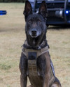 K9 Bane, Sedgwick County Sheriff's Office, Kansas