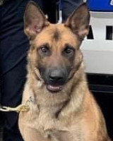 Officer Down Memorial Page K9 (ODMP K9)