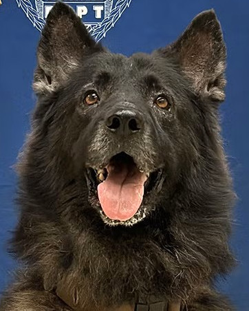 K9 Archer, Hawai'i County Police Department, Hawaii